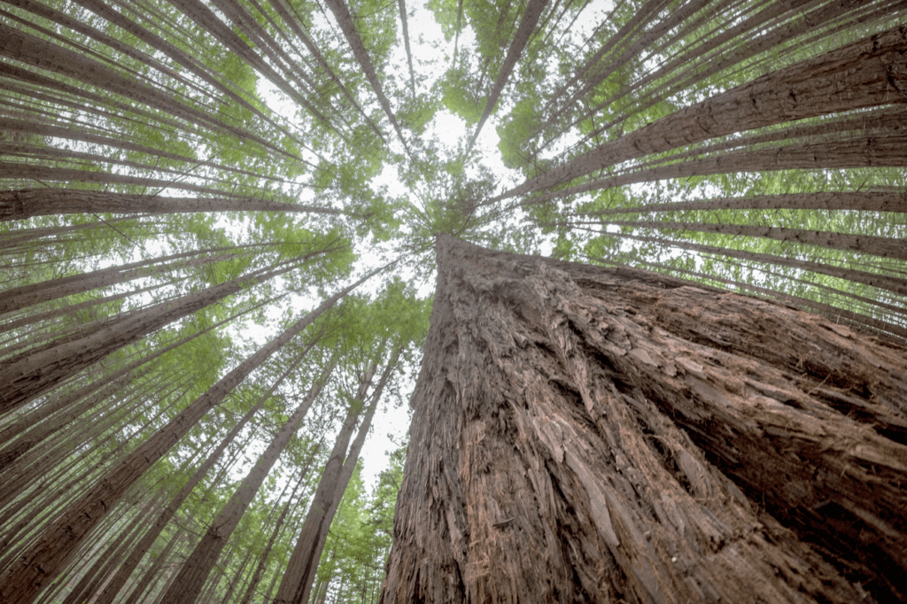 Shared Intelligence Improves Forest Planning: Top ideas from Remsoft’s ...